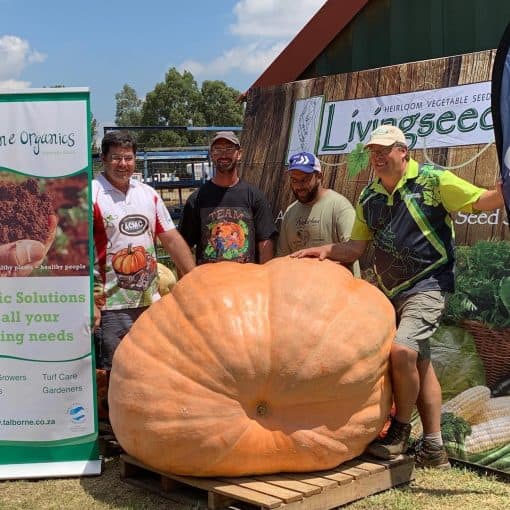 New South African Giant Pumpkin Record 613kg