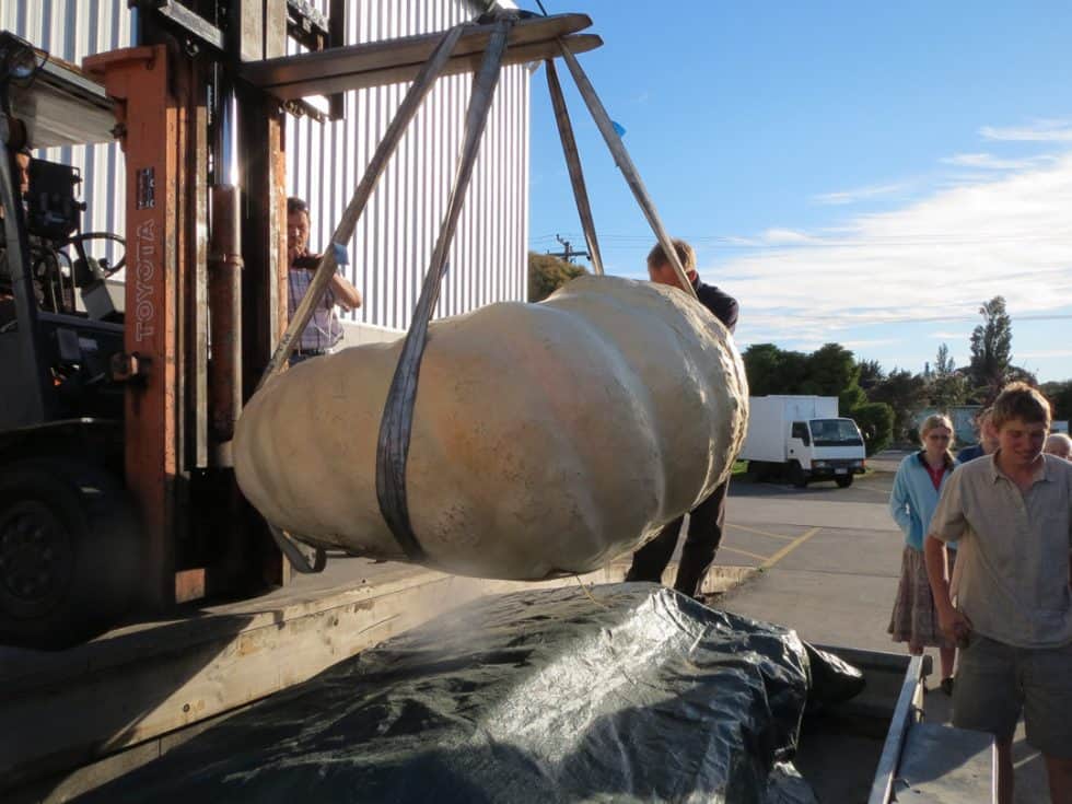 Lifting and Transporting Your Giant Pumpkin - Giant Pumpkins NZ