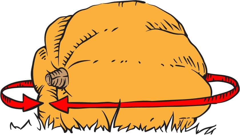 Giant Pumpkin Weight Estimation Calculator - Giant Pumpkins NZ