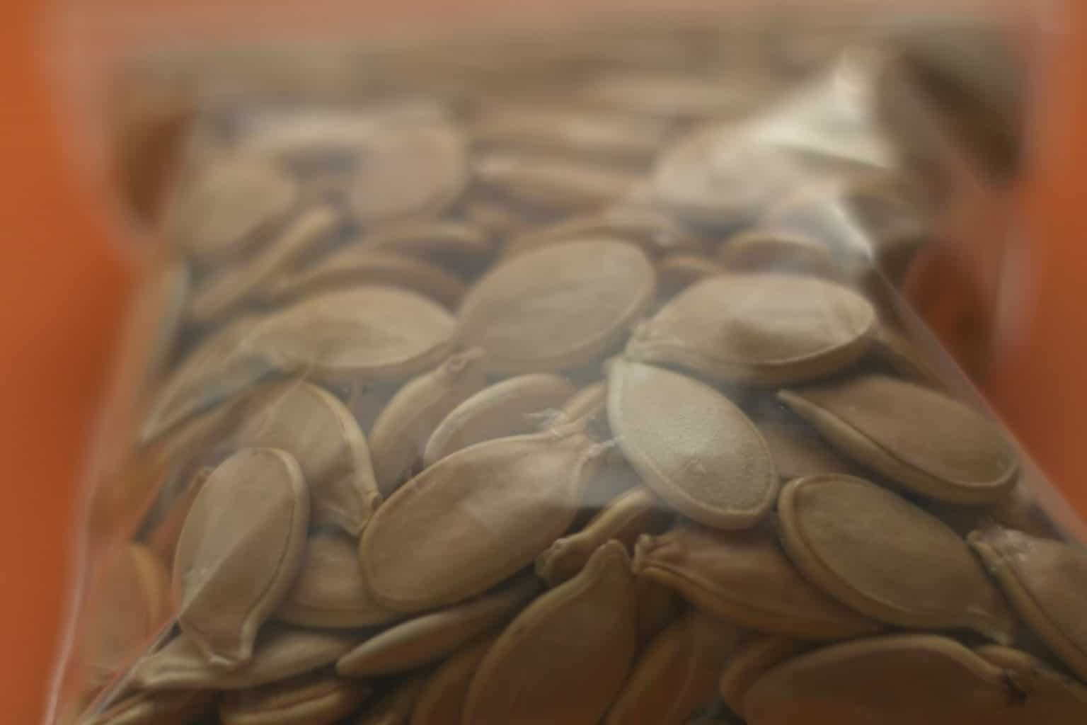 Giant Pumpkin Seed Starting Guide - Step by Step - Giant Pumpkins NZ