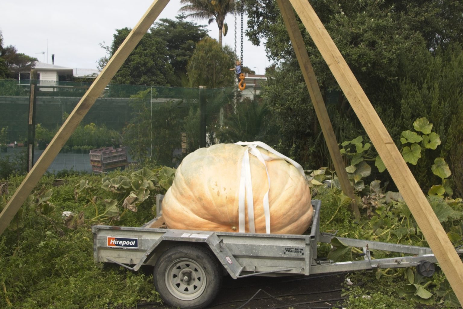 Lifting and Transporting Your Giant Pumpkin - Giant Pumpkins NZ